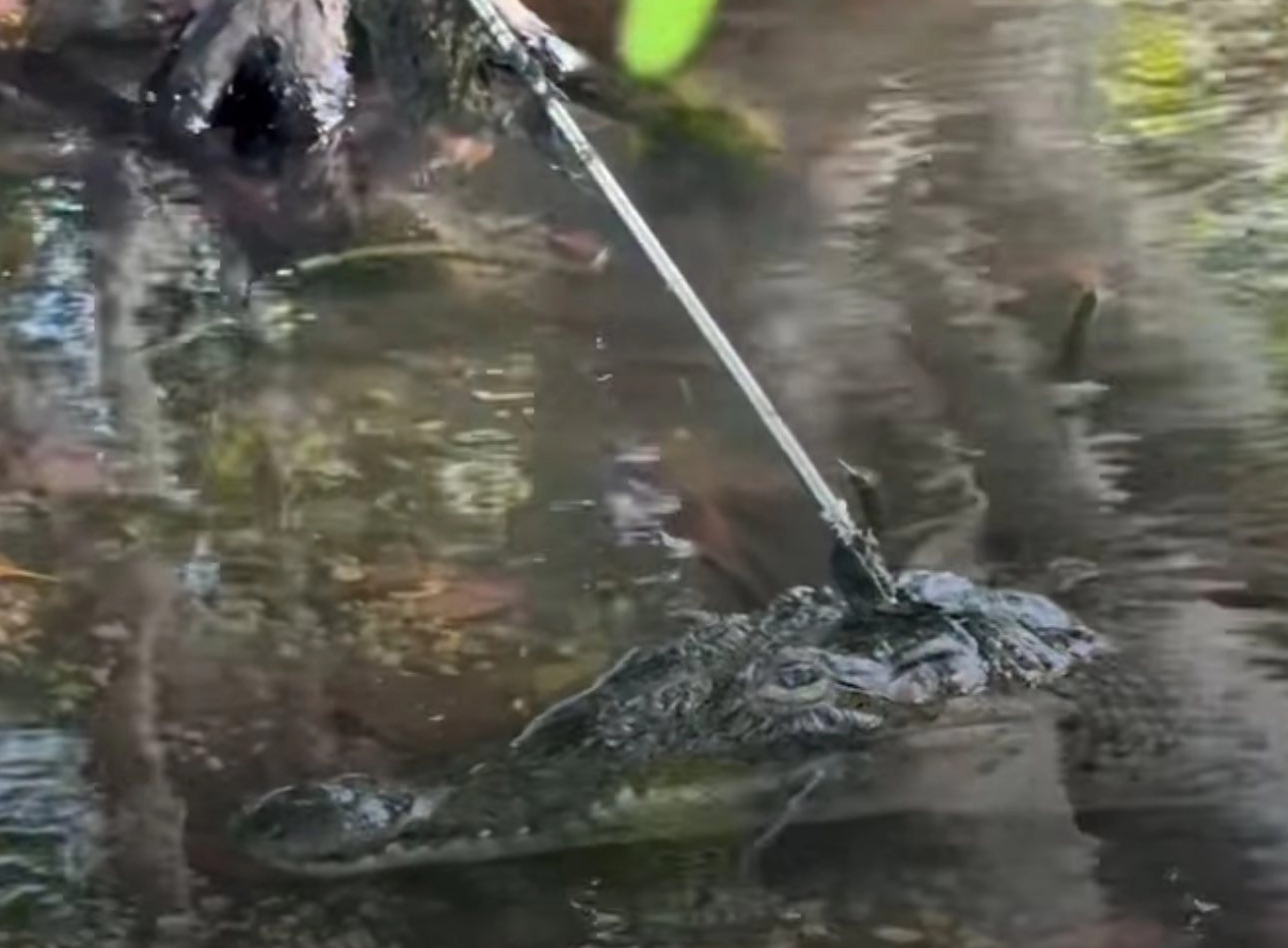 Florida Investigating Key Largo Crocodile Abuse After Video Emerges
