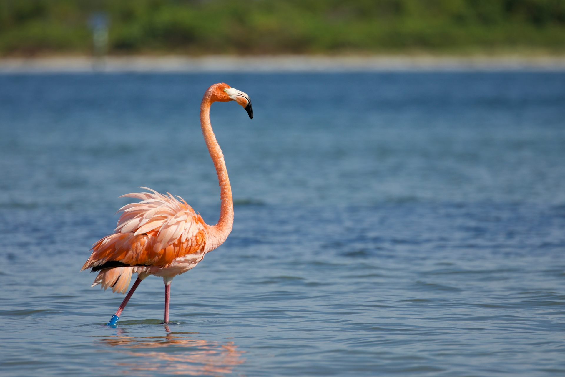 Keys Rep. Aims to Make Flamingo the Florida State Bird